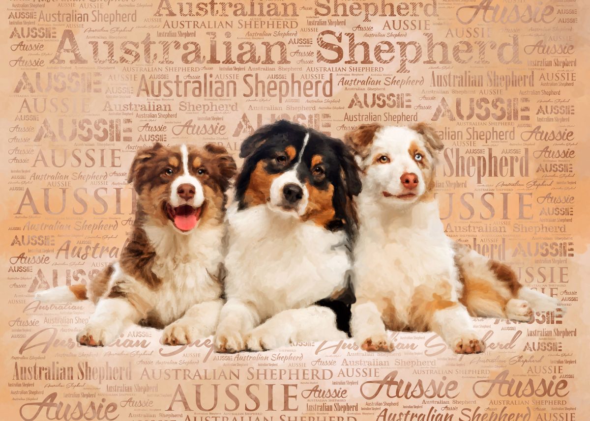 'Australian Shepherd ' Poster, picture, metal print, paint by Lioudmila ...