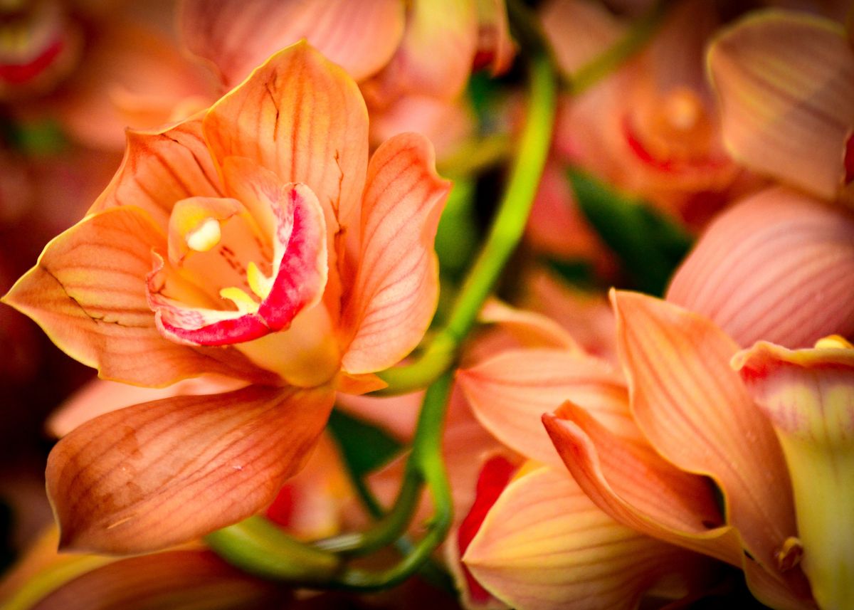 'Peach Orchids' Poster, picture, metal print, paint by Heidi Jackson ...
