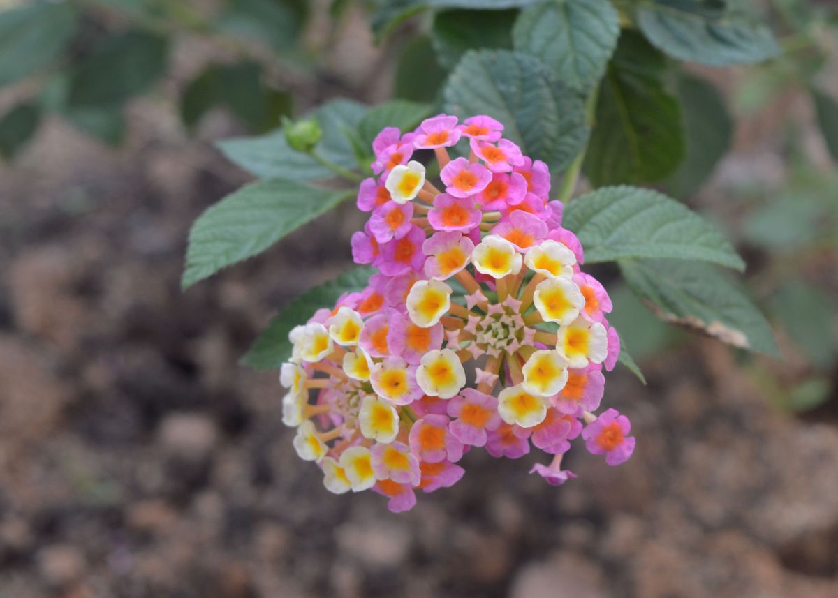 'Colorfol Flower' Poster by Siti Normaya Kamarulzaman | Displate