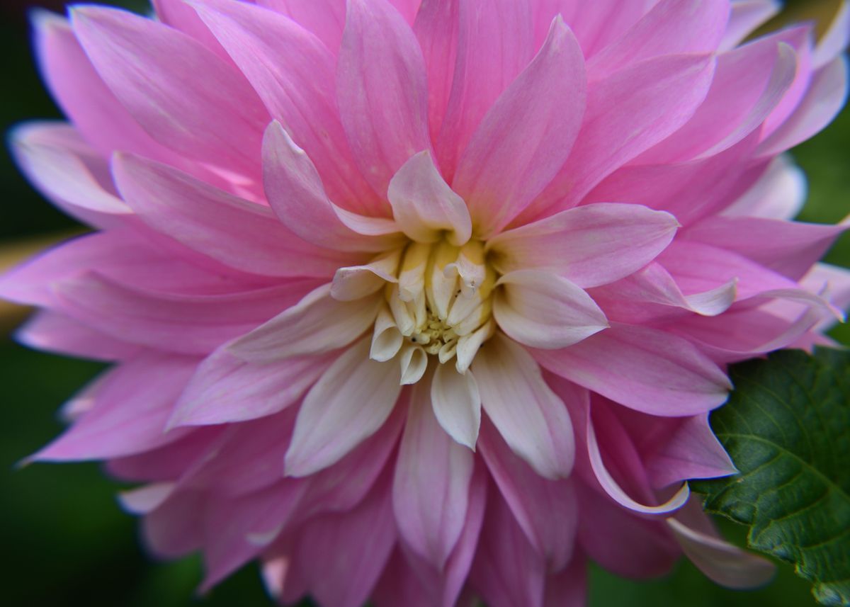 'More Fetch' Poster, picture, metal print, paint by Sean Allphin | Displate