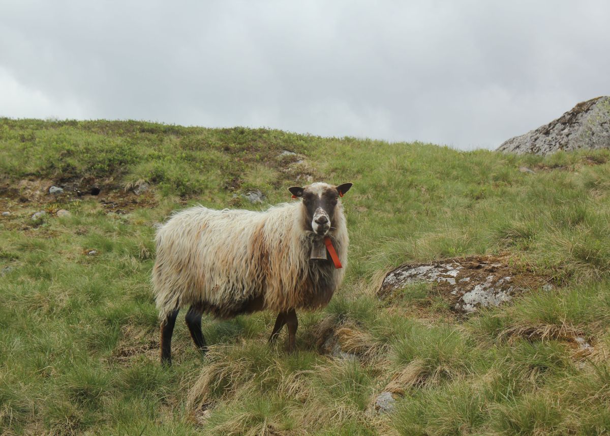 'Proud sheep' Poster by Rick Groot | Displate