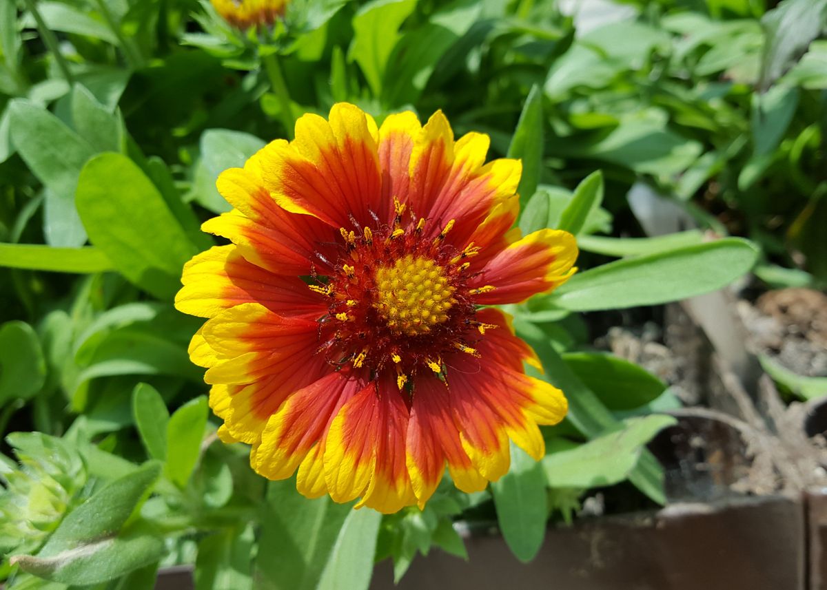 'Starburst Flower Power' Poster, picture, metal print, paint by Delal ...