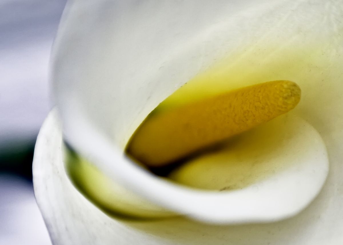 'tulipwhite' Poster, picture, metal print, paint by Daniel Azocar ...