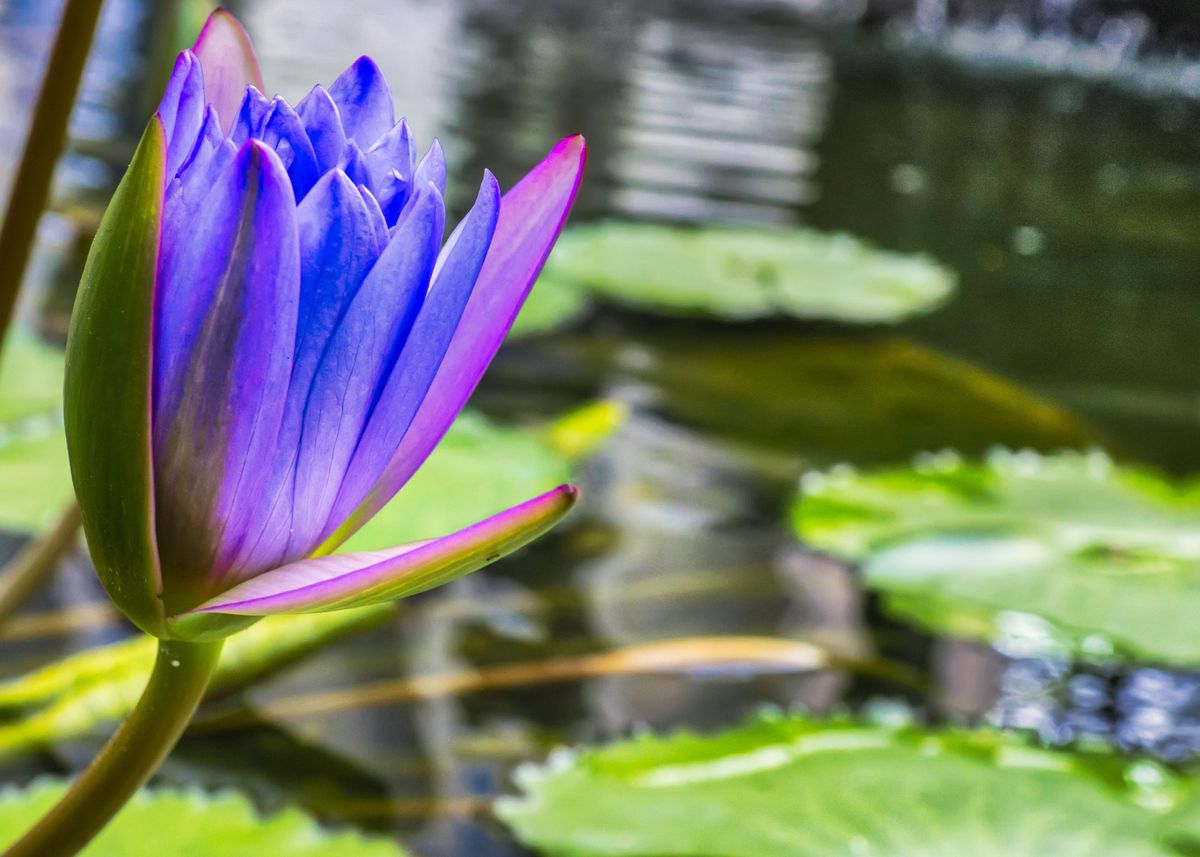 'Loto flower' Poster, picture, metal print, paint by Daniel Azocar ...