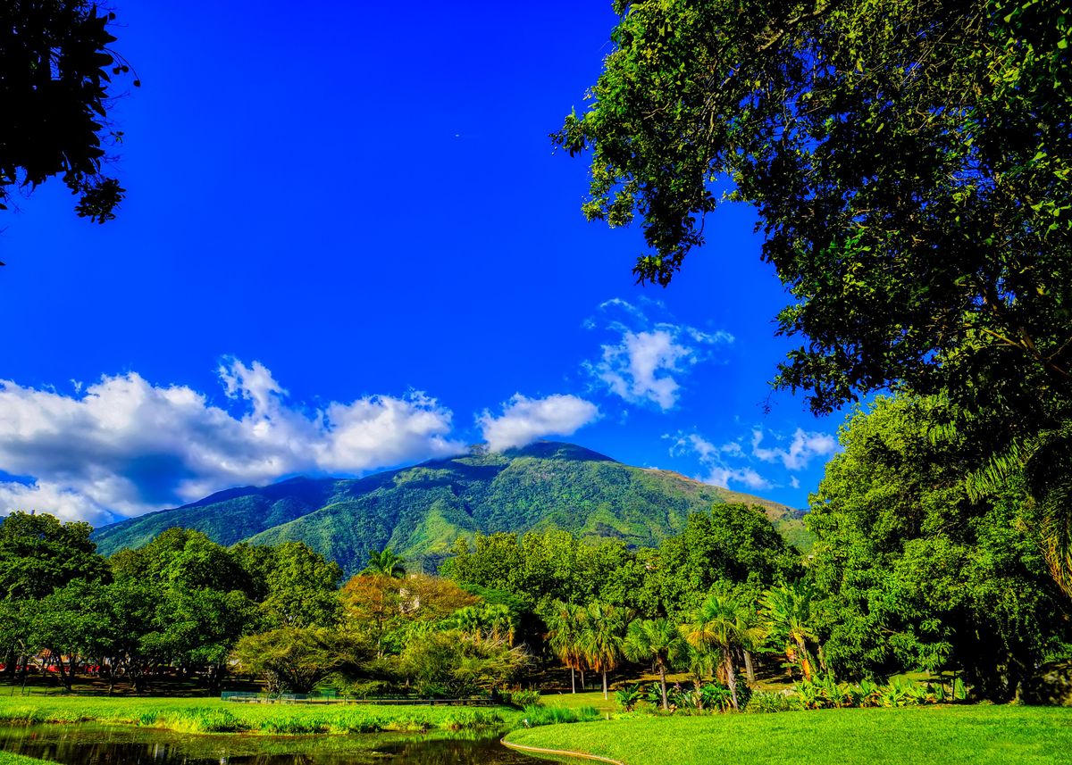 'Tropical park landscape' Poster, picture, metal print, paint by Daniel ...