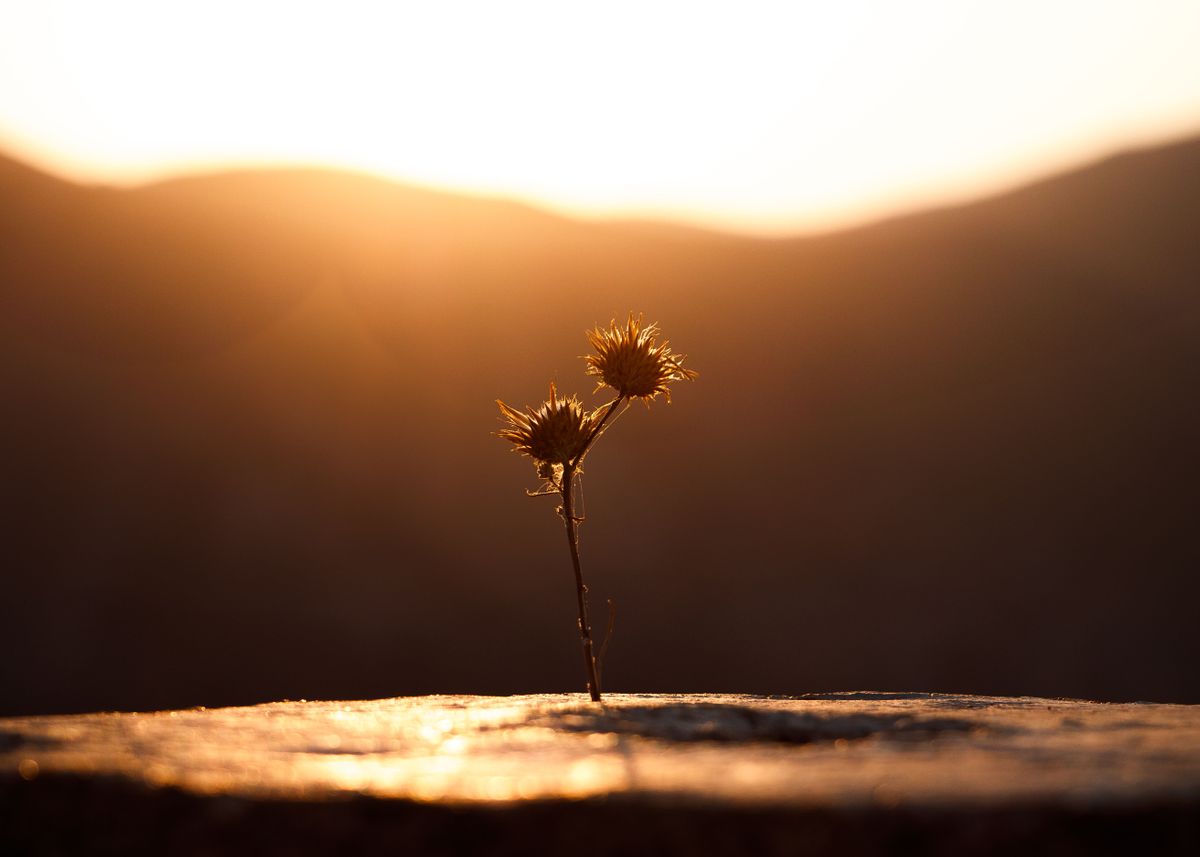 'Pure Gold' Poster, picture, metal print, paint by John Georgopoulos ...