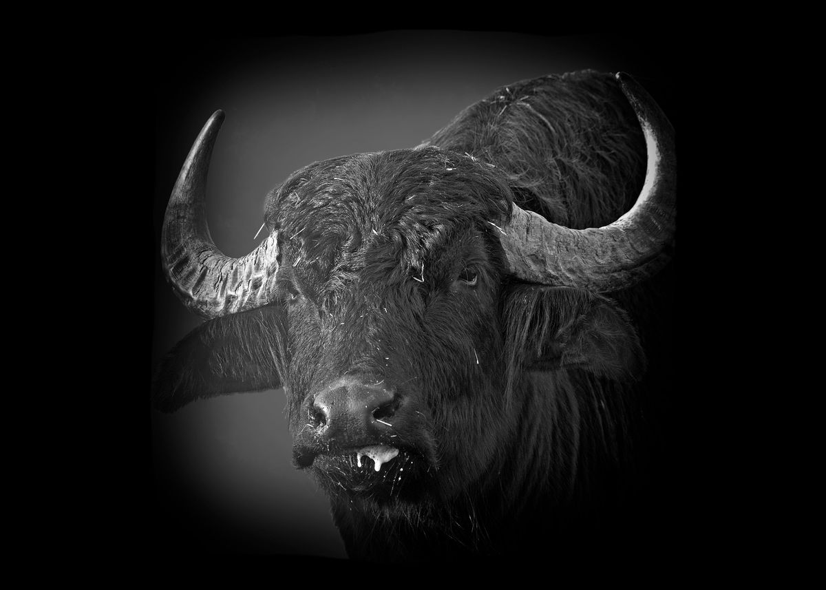 'Water buffalo' Poster, picture, metal print, paint by Leopold Brix ...