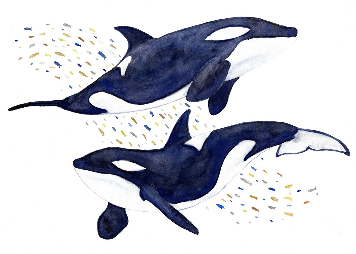 'Orcas' Poster, picture, metal print, paint by Maria Jimenez | Displate