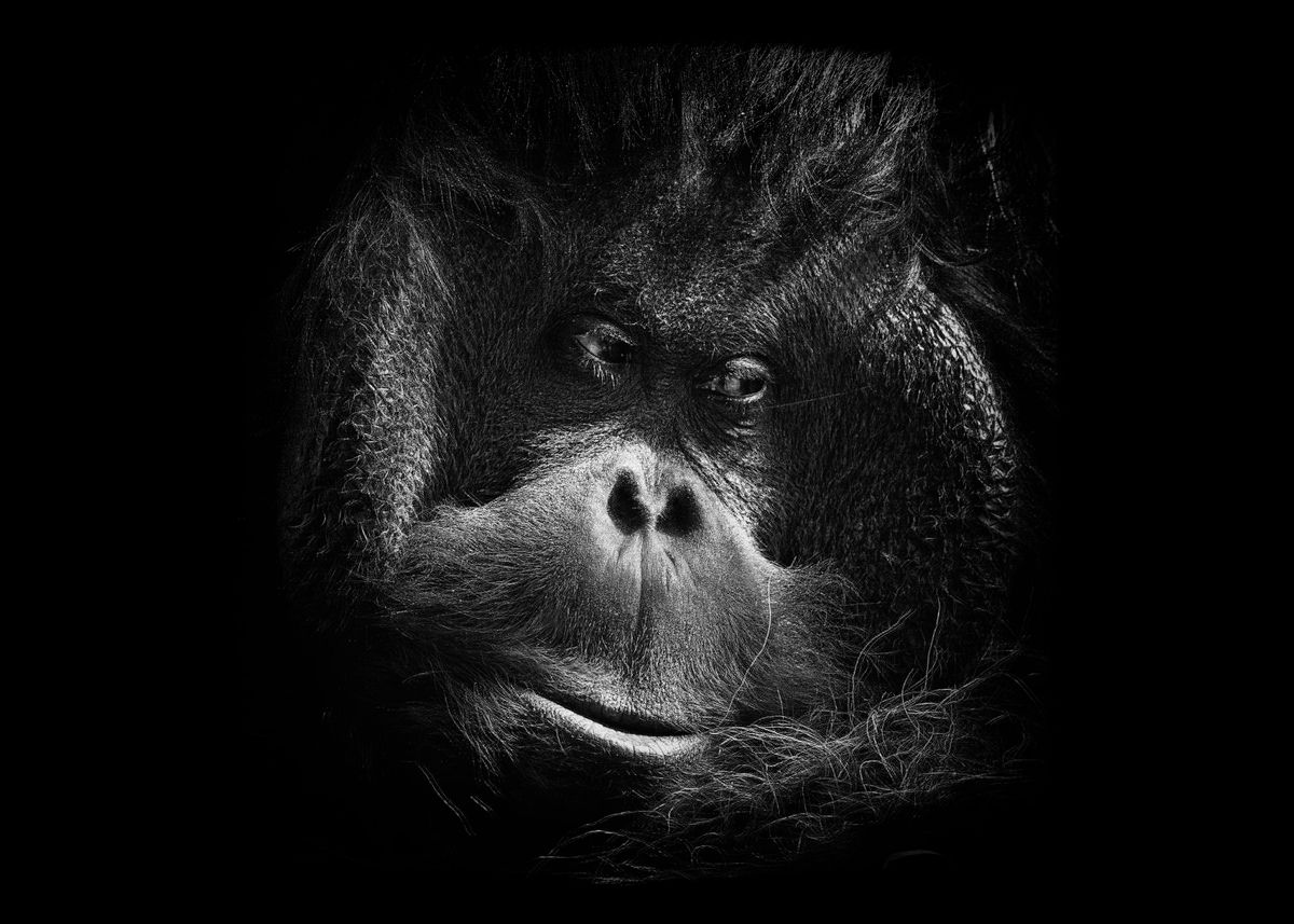 'Orang Utang' Poster, picture, metal print, paint by Leopold Brix ...