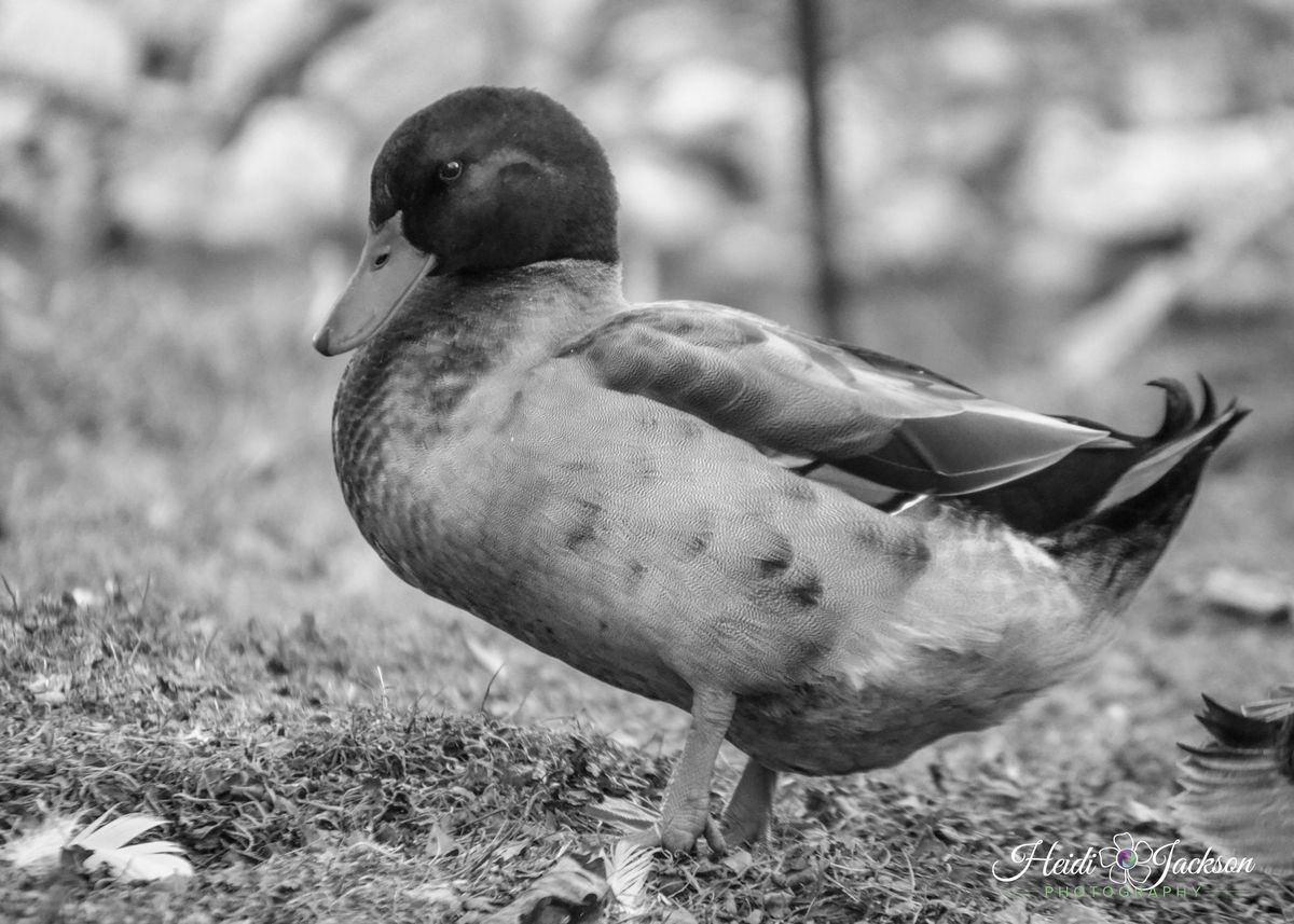 'Black and White Mallard' Poster, picture, metal print, paint by Heidi ...
