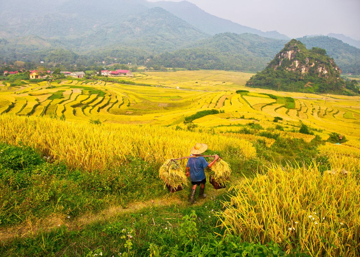 'A good harvest' Poster, picture, metal print, paint by Thanh Hoang ...