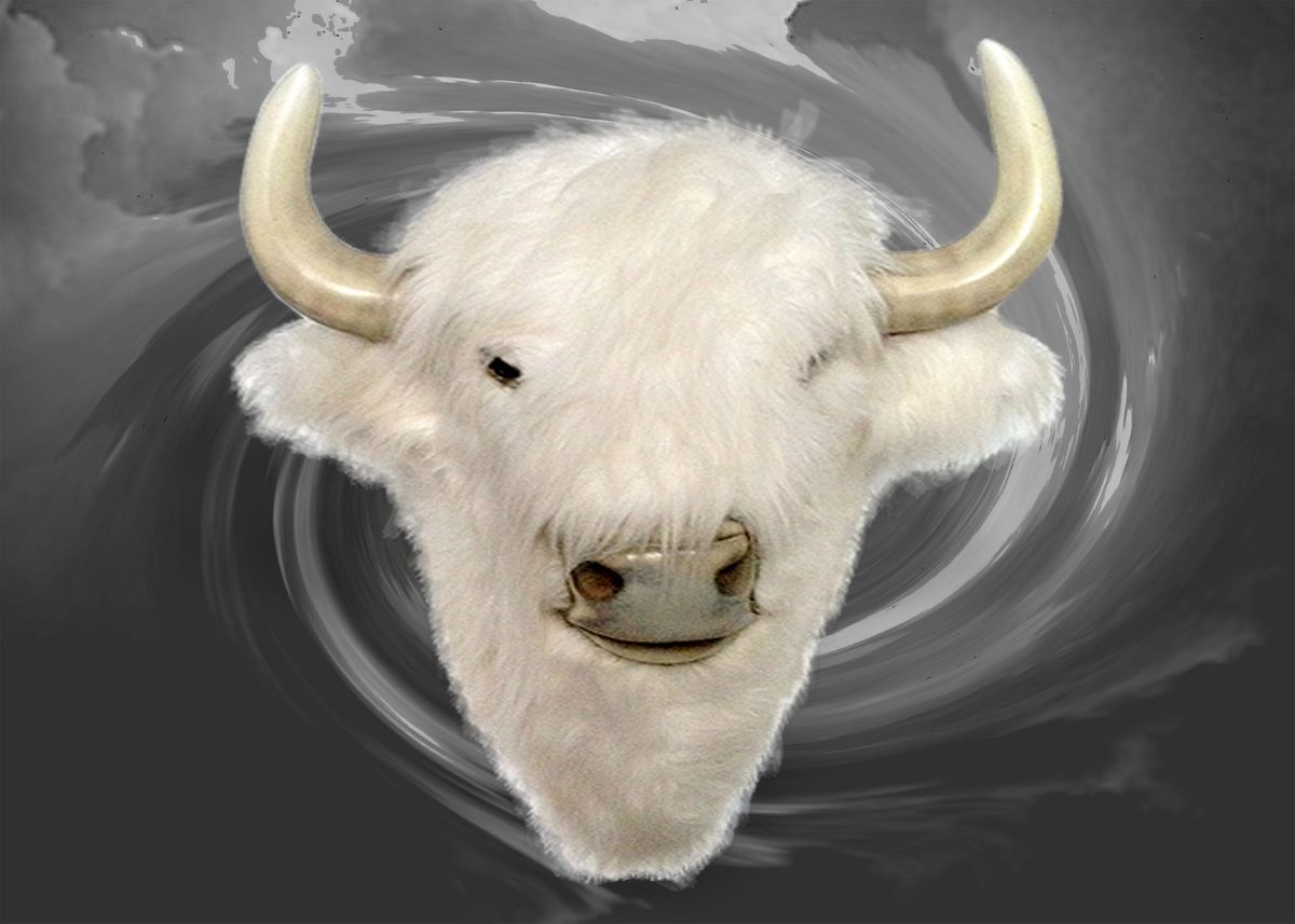 'White Buffalo' Poster, picture, metal print, paint by chuck hoyt ...