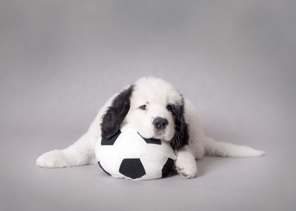 'Landseer puppy' Poster by PetsArt Design | Displate