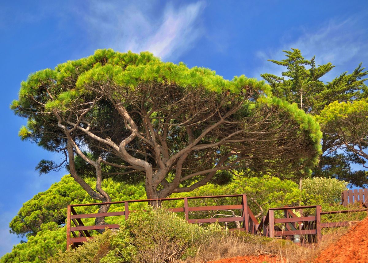 'Colorful pine tree' Poster, picture, metal print, paint by ...