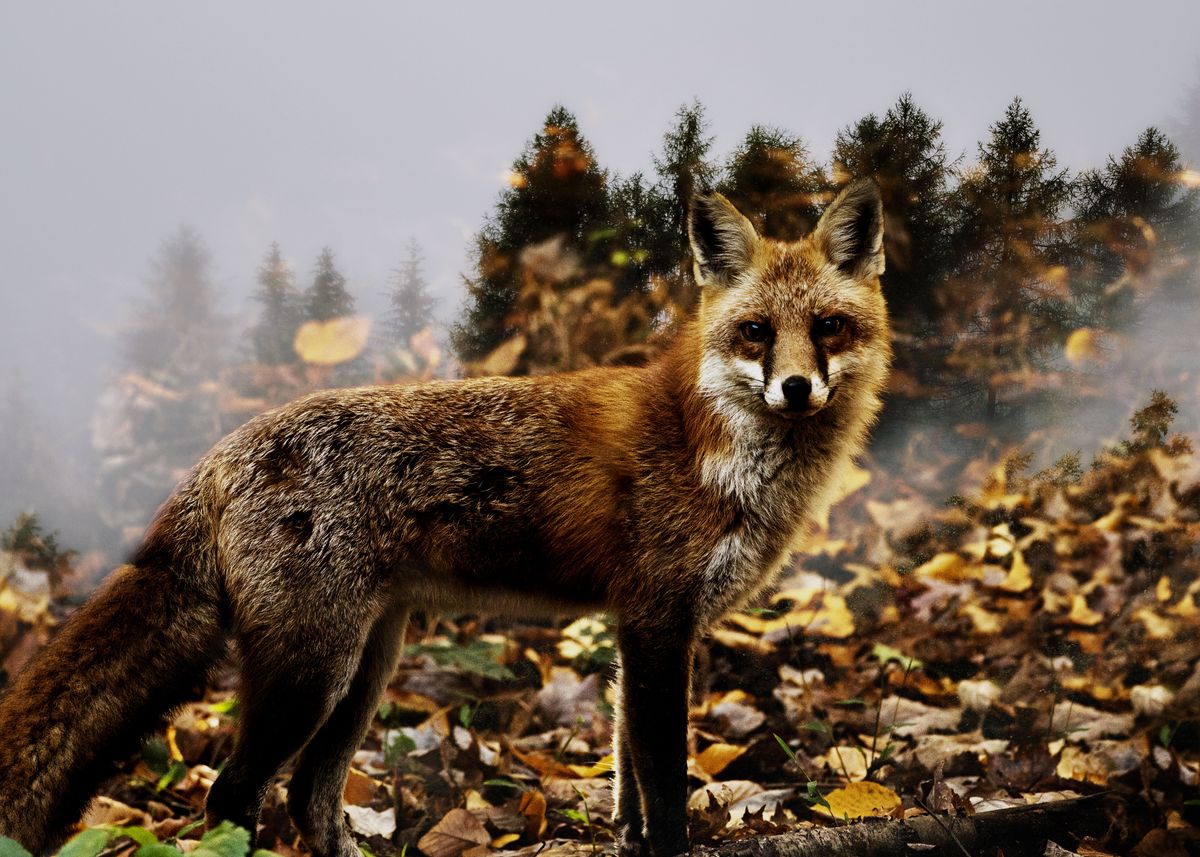 'Fox in the Forest' Poster by Mateusz Ślemp | Displate
