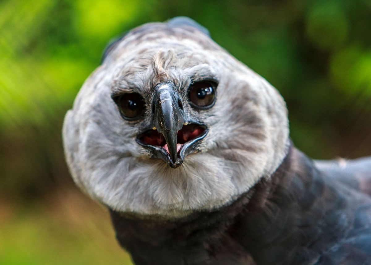 'Harpy Eagle' Poster, picture, metal print, paint by Jonathan Wilkins ...