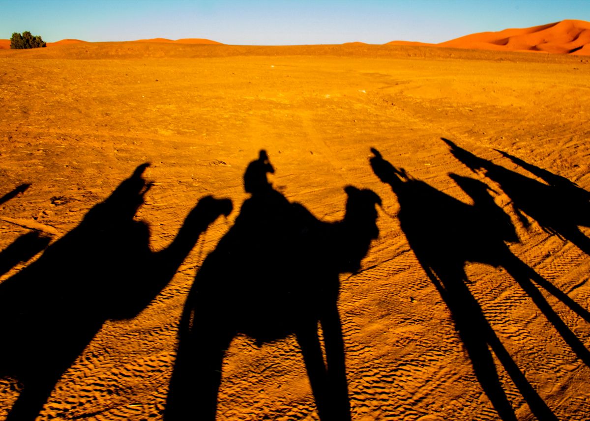 'Camel Shades ' Poster by Josue Villaverde | Displate