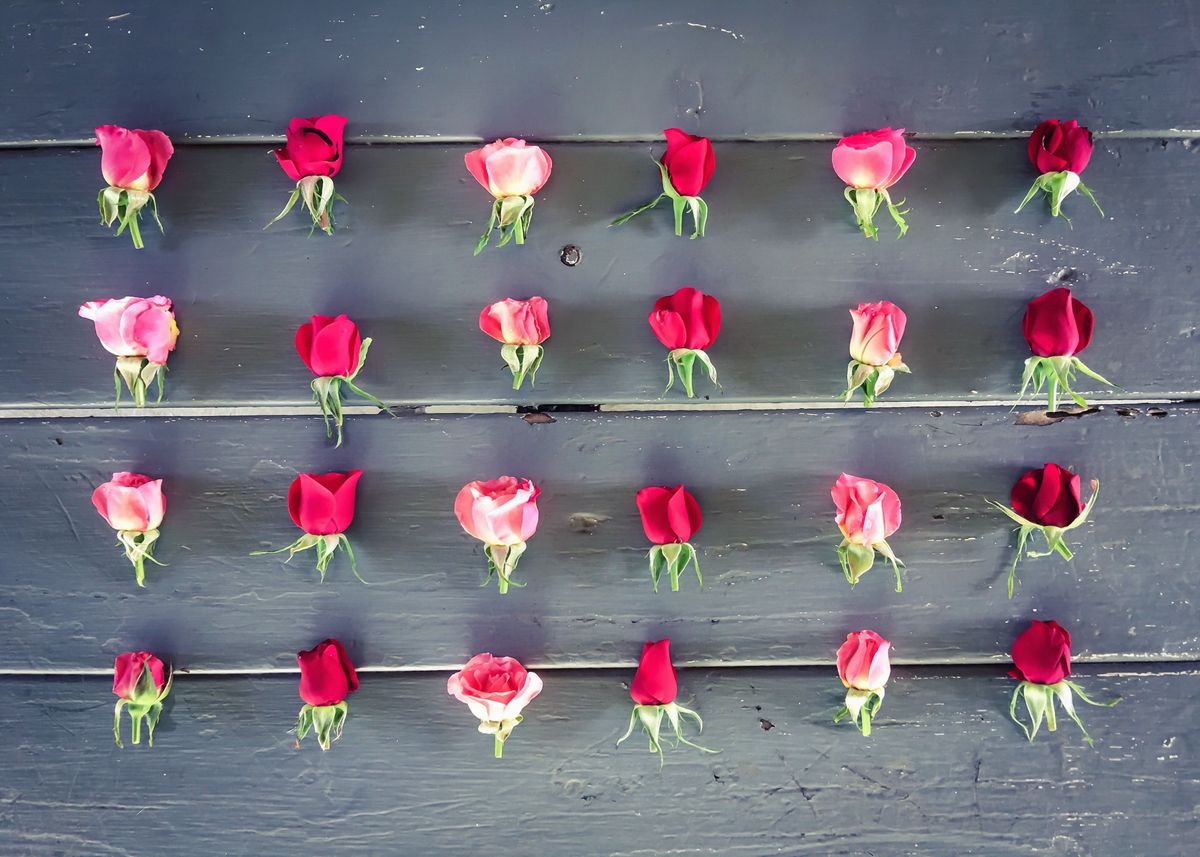 'red and pink baby roses' Poster, picture, metal print, paint by timmy ...