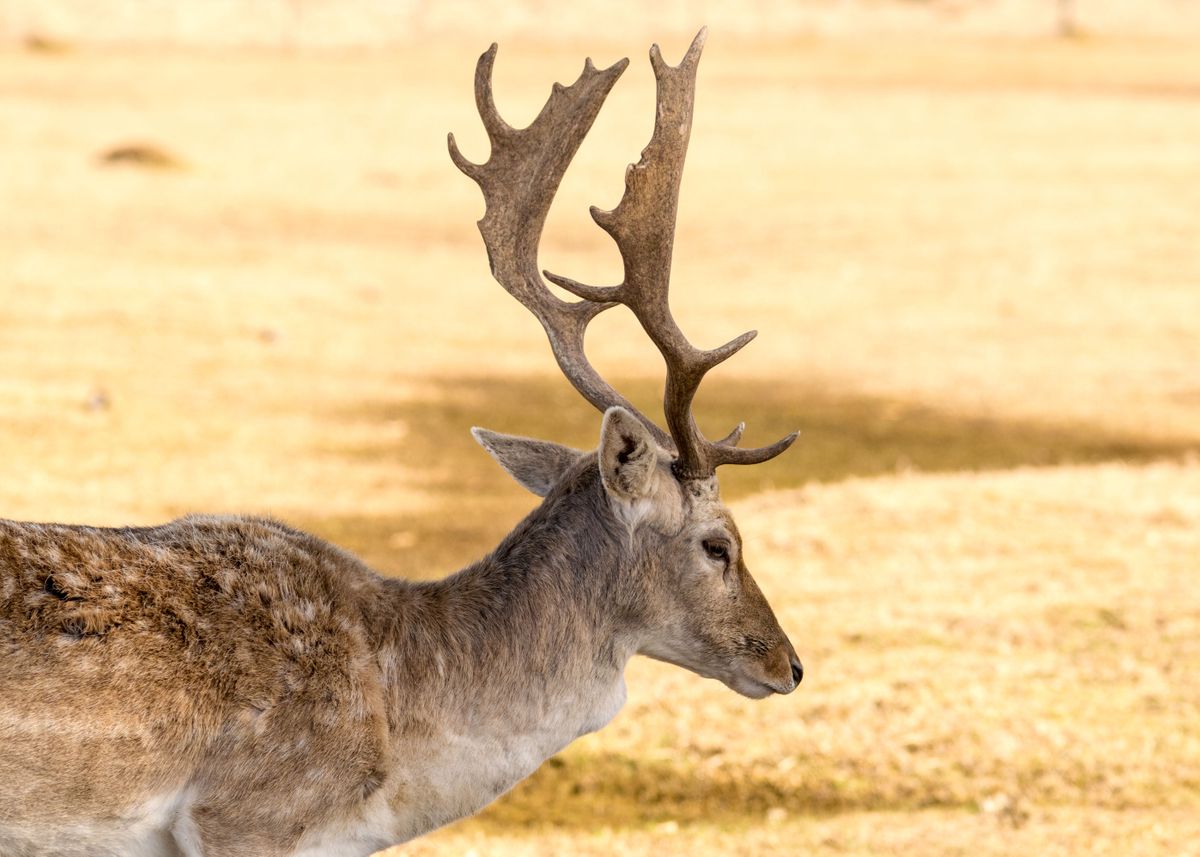 'Spotted Buck' Poster by Brandon Schultz | Displate