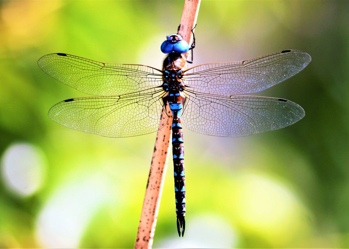 'Taking Flight' Poster, picture, metal print, paint by Ken Twyman ...