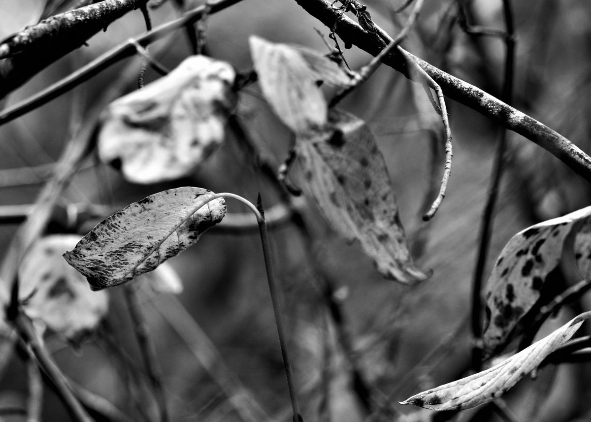 'Dead and Dieing' Poster, picture, metal print, paint by Ken Twyman ...