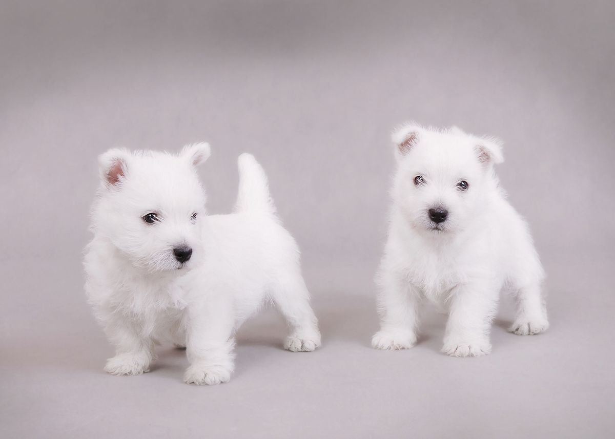'Two Westies 2' Poster, picture, metal print, paint by PetsArt Design ...