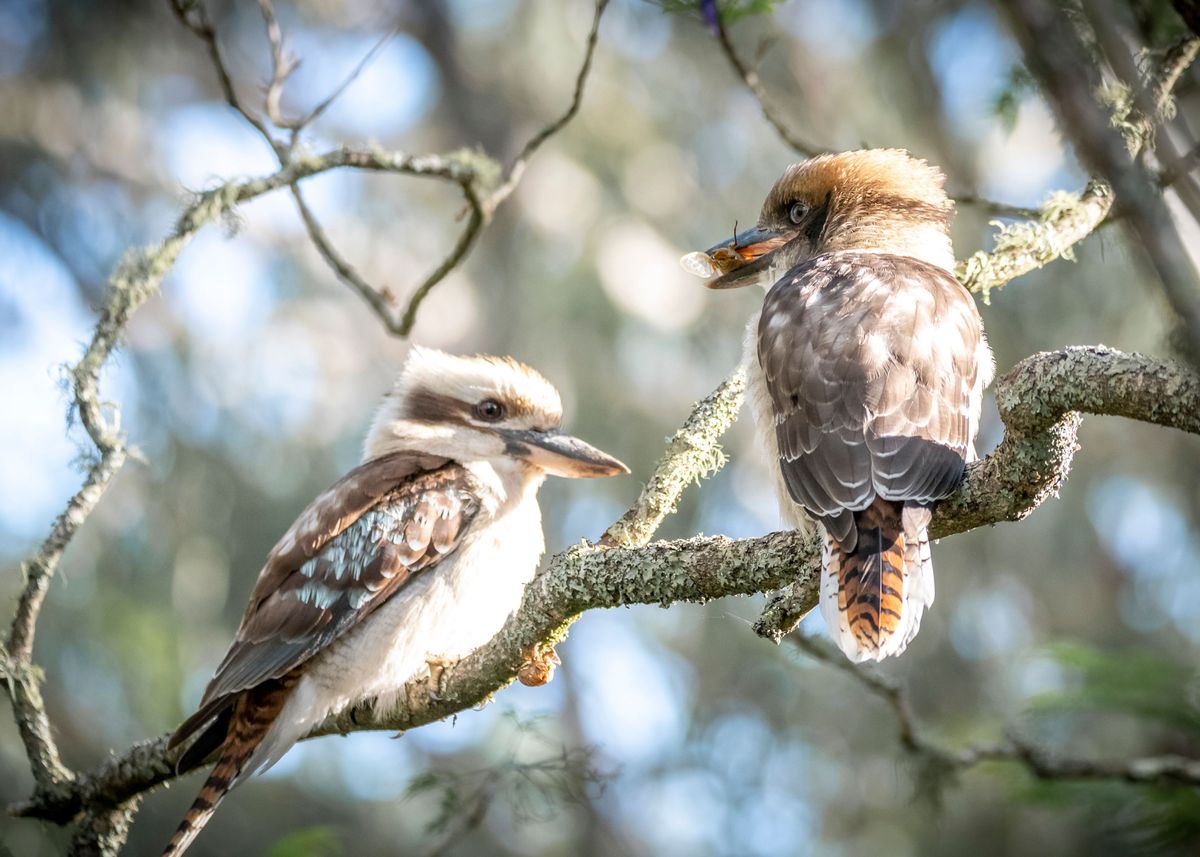 'Kookaburra Mum and Baby' Poster, picture, metal print, paint by Craig ...