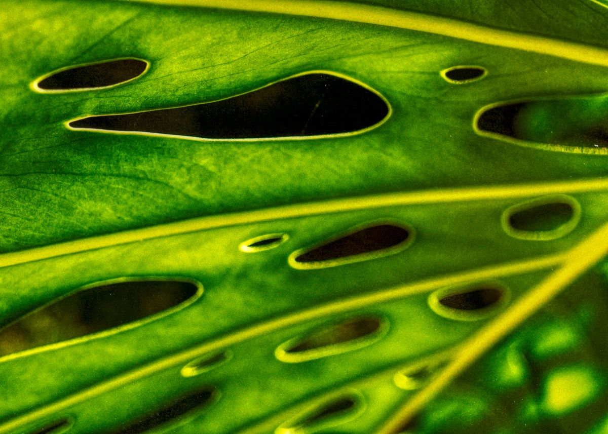 'Nature abstract leaves' Poster, picture, metal print, paint by Daniel ...