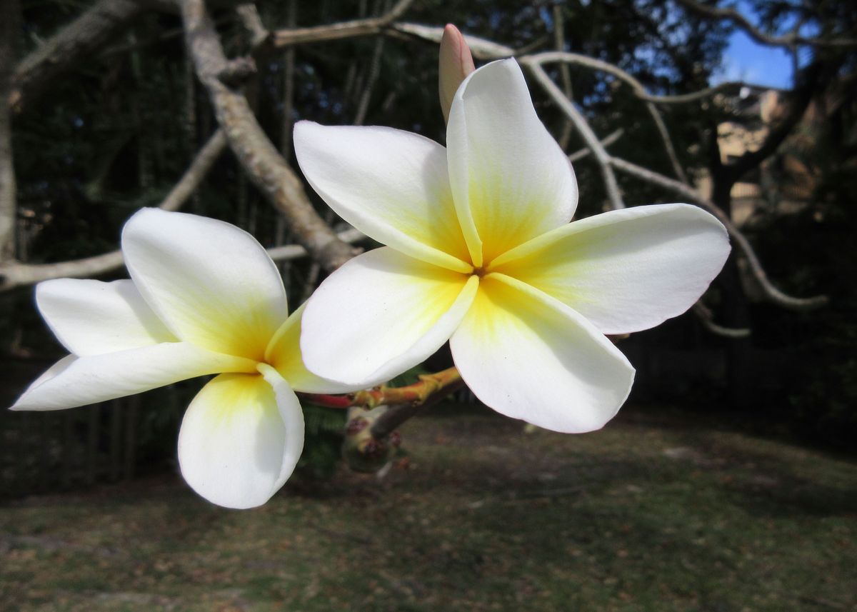 'Frangi Pangi' Poster by Rosie Brown | Displate