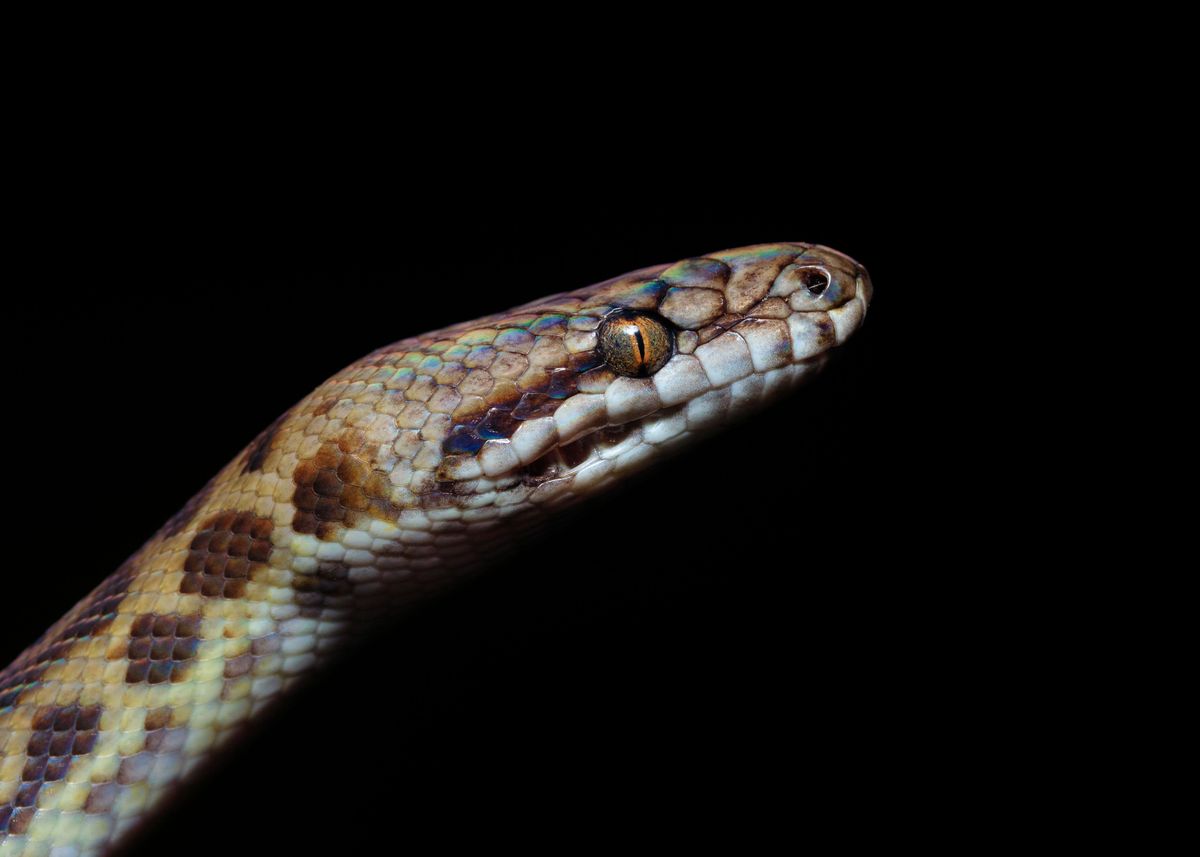 'Eyes of a rainbow (Python)' Poster, picture, metal print, paint by ...