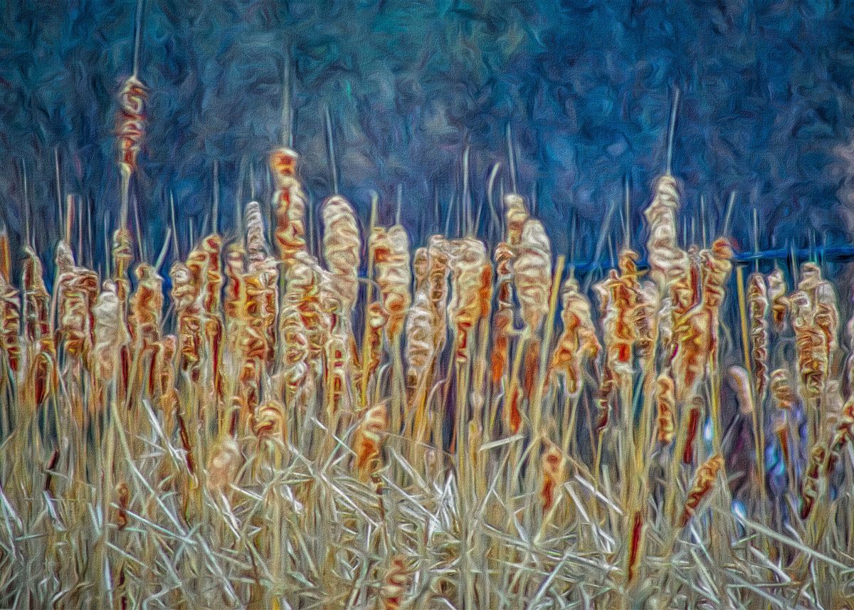 'Bullrushes in Winter' Poster, picture, metal print, paint by Joyce ...