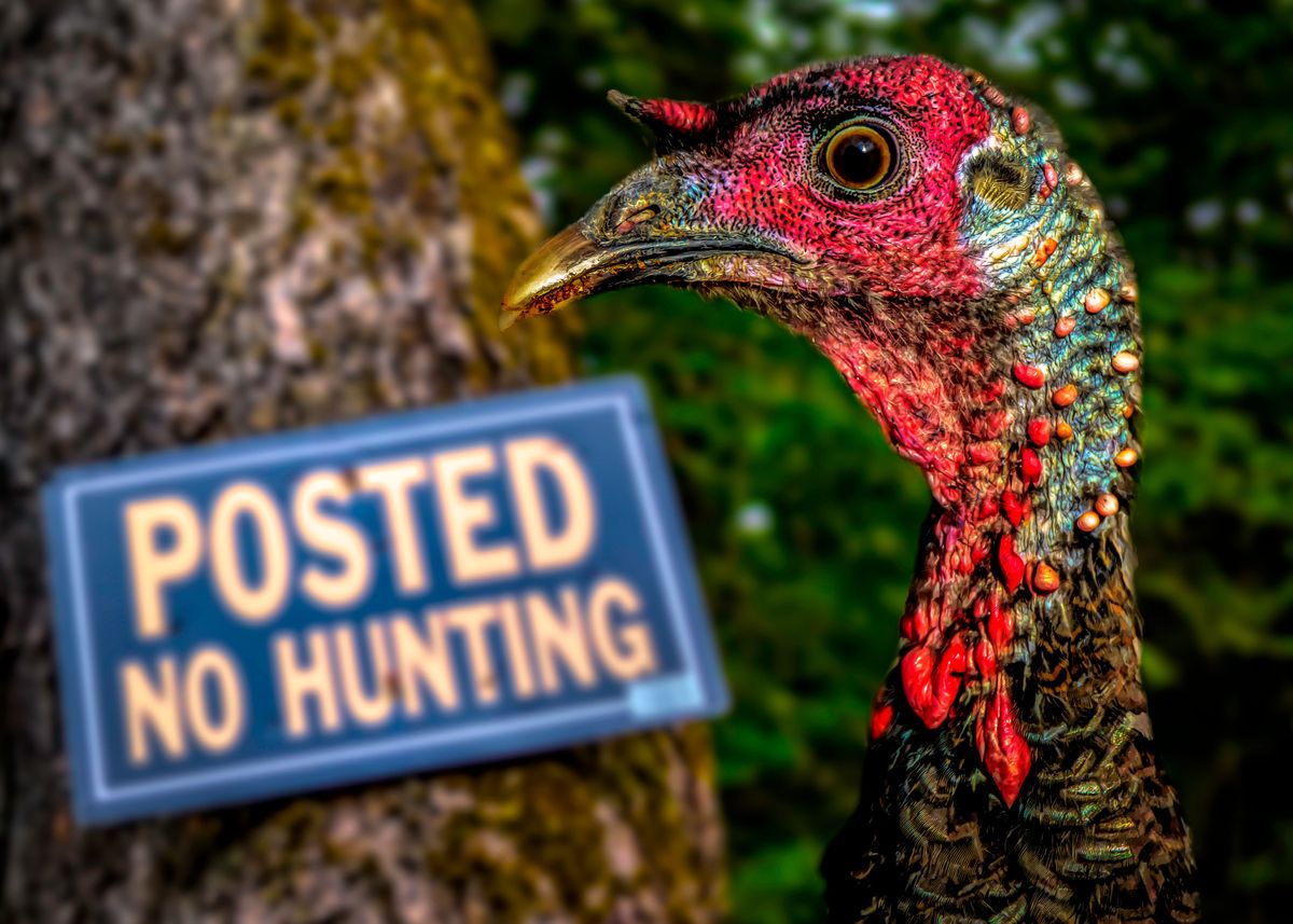 'No Wild Turkey Hunting' Poster, picture, metal print, paint by Bob ...