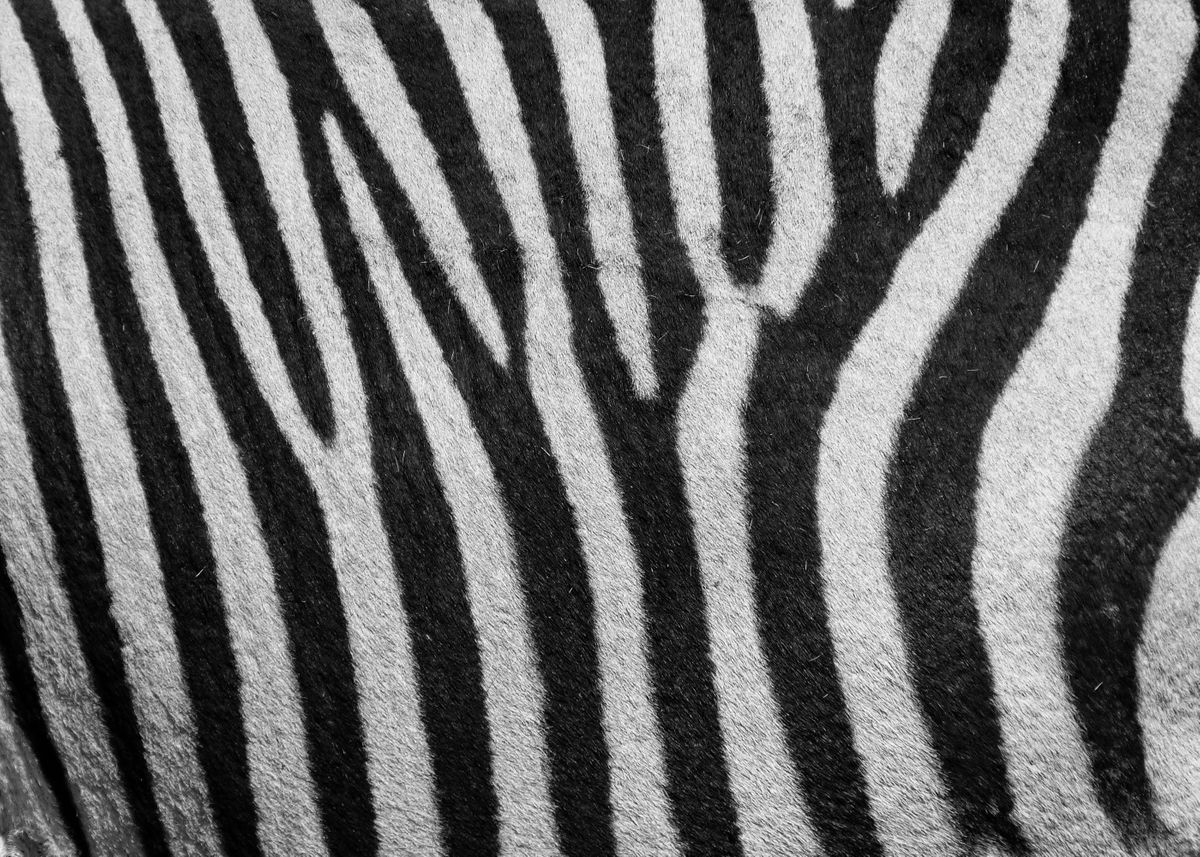 'Zebra Pattern' Poster by Barbara Fraatz | Displate