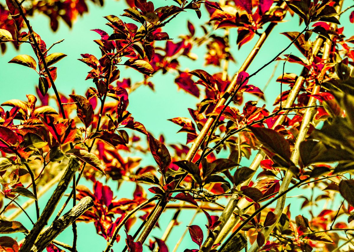 'Plum Tree v1' Poster, picture, metal print, paint by Ian Kuiper | Displate