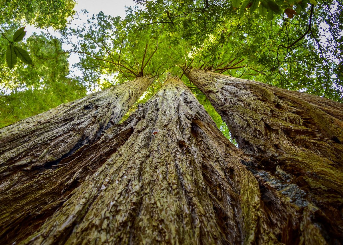 'Impressive Trees' Poster, picture, metal print, paint by Reto Kunz ...