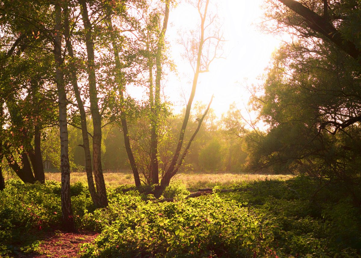 'Forest field' Poster, picture, metal print, paint by Jens De Koster ...