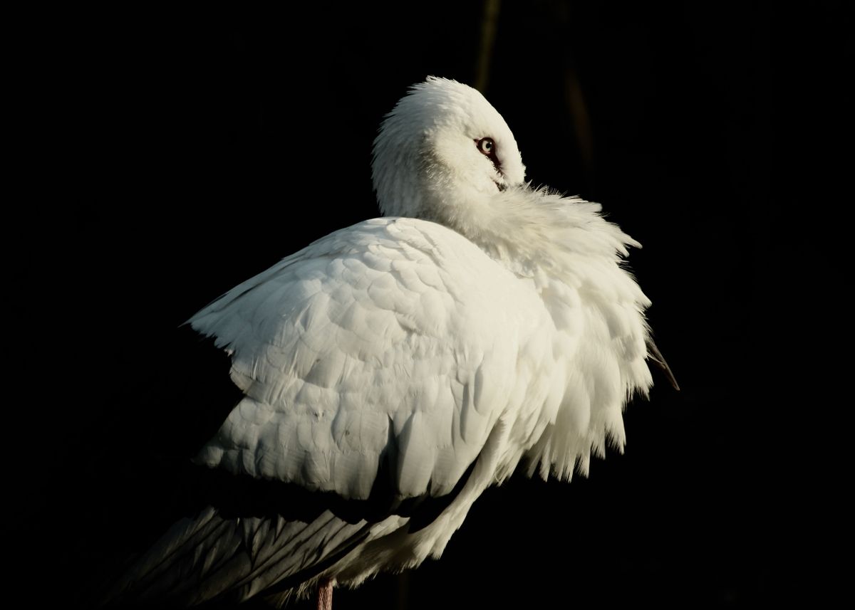 'Stork' Poster by Jens De Koster | Displate