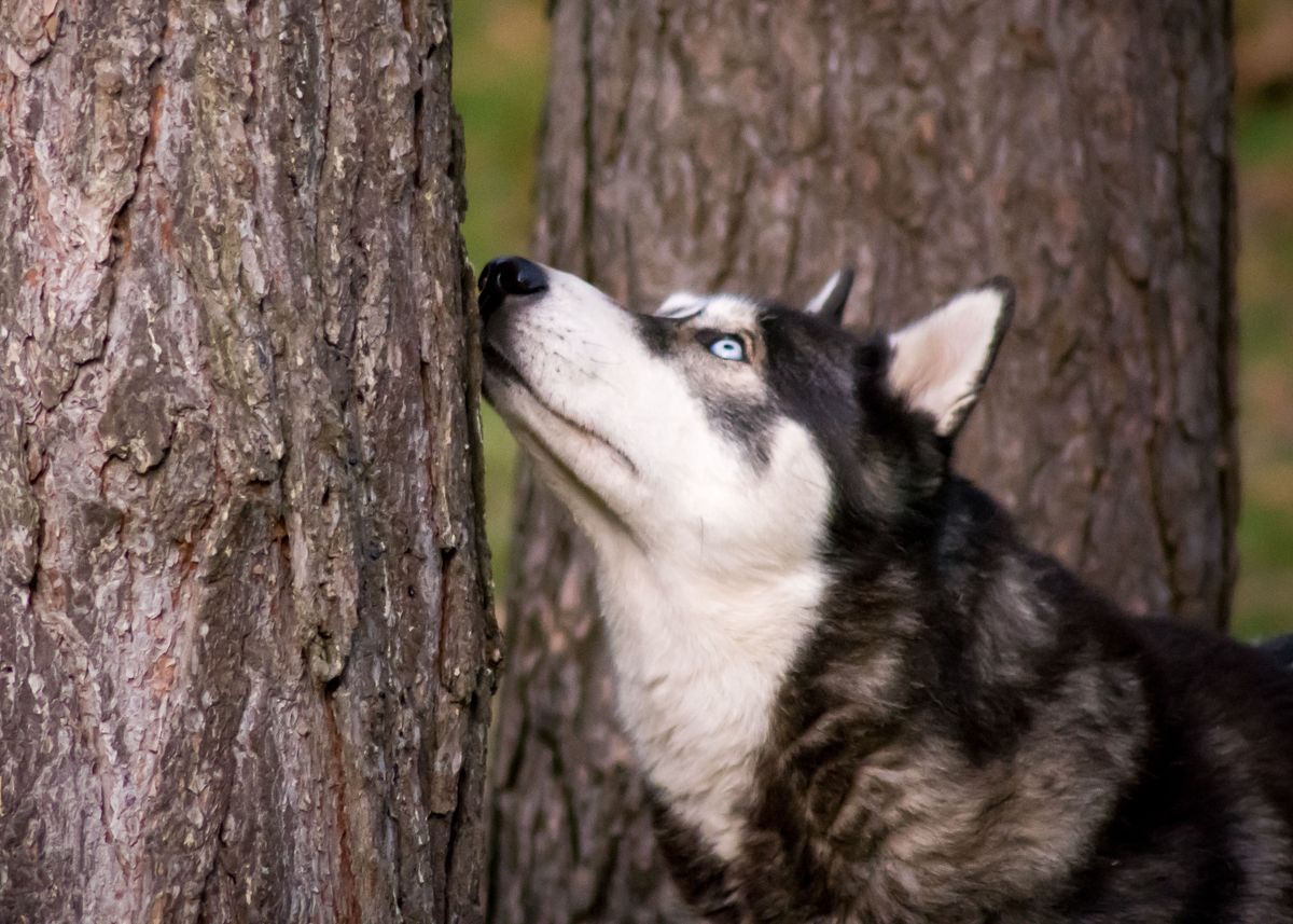 'Curious Husky' Poster, picture, metal print, paint by Christine ...