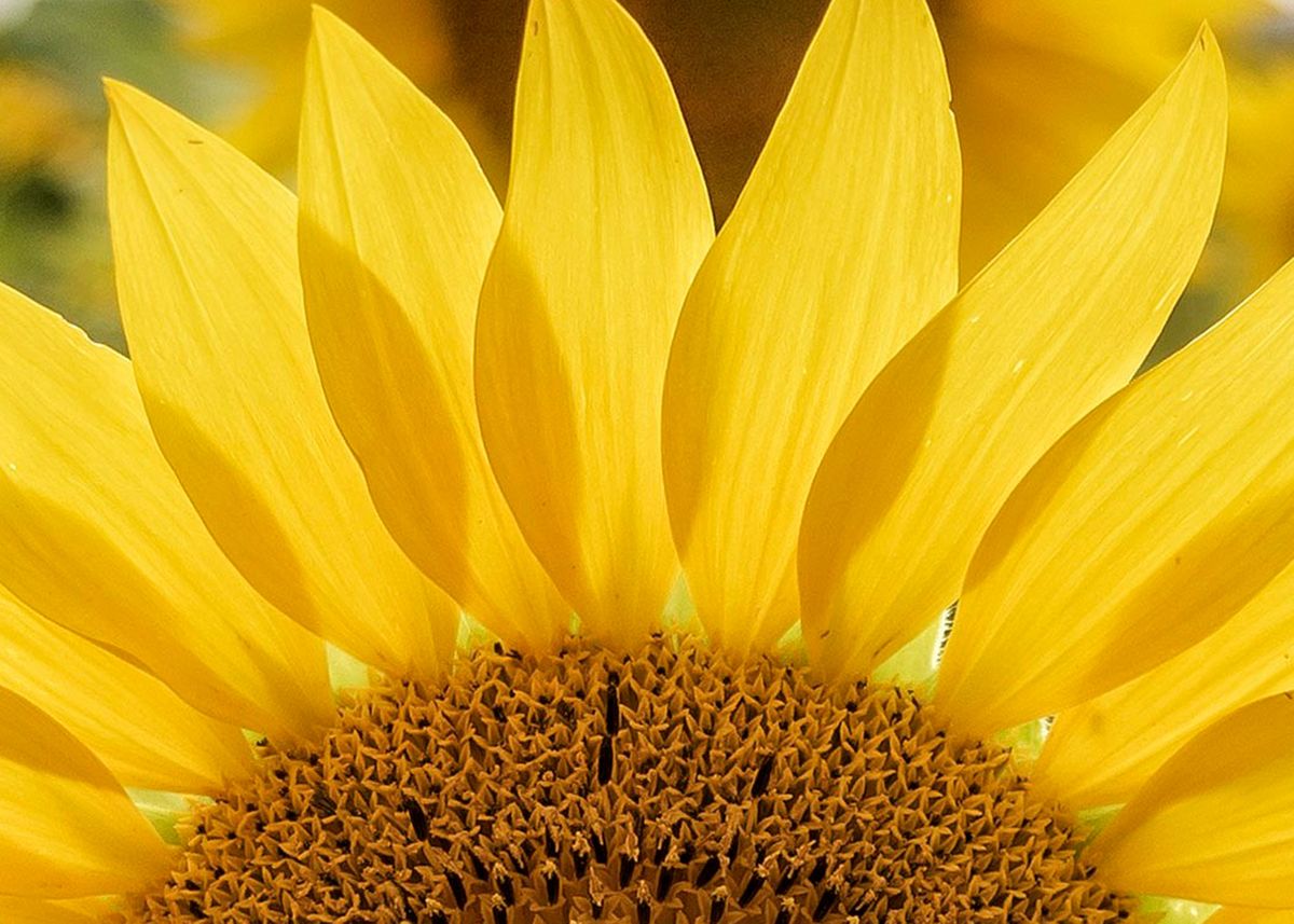 'A Burst of Sunshine' Poster by NettaTremontePhotography | Displate