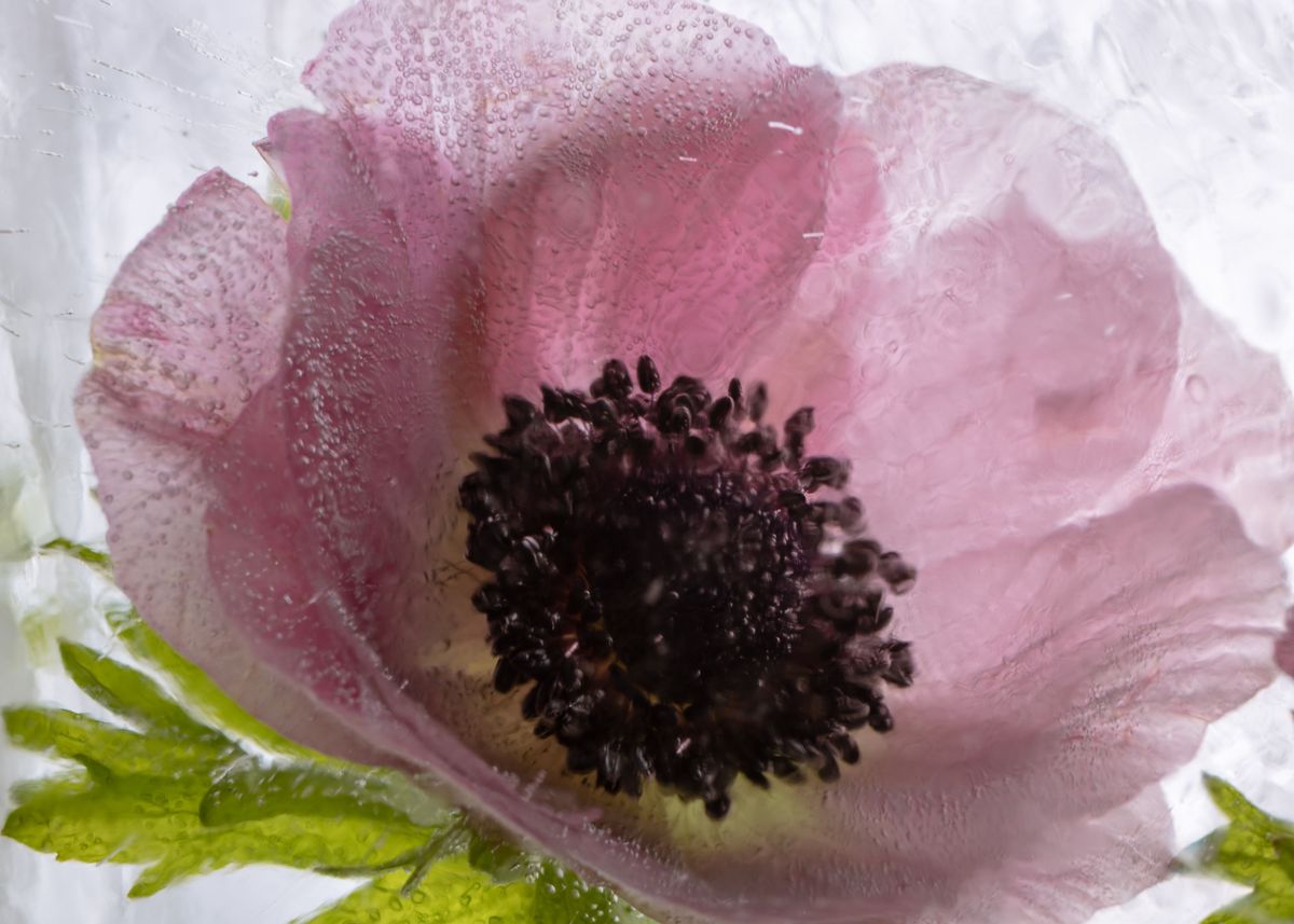 'Anemone in ice 1' Poster, picture, metal print, paint by Marc ...