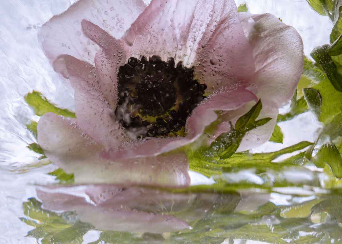 'Anemone in ice 3' Poster, picture, metal print, paint by Marc ...