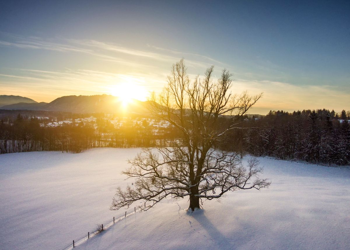 'Winter Tree' Poster, picture, metal print, paint by Christian Eberle ...