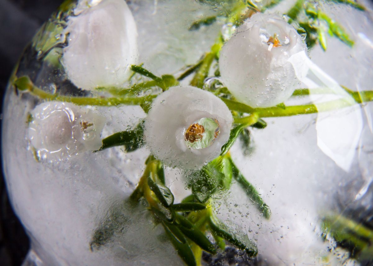 'Erica in crystal clear ice' Poster, picture, metal print, paint by ...