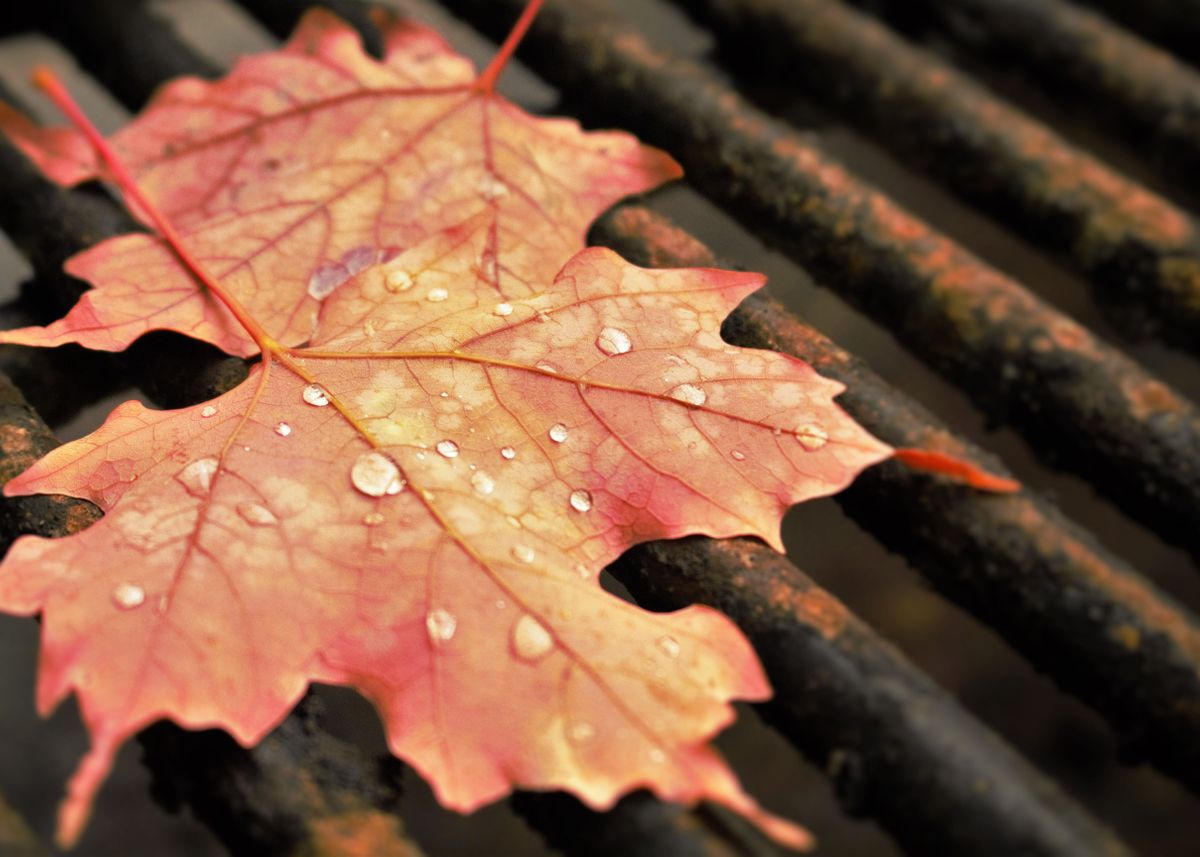'Fall Rust' Poster by Amanda Biscarner | Displate