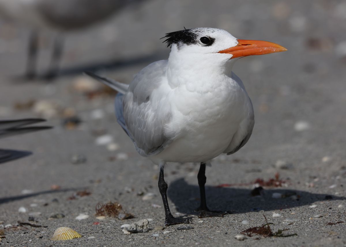 'Royal Tern' Poster, picture, metal print, paint by Melanie Kowasic ...