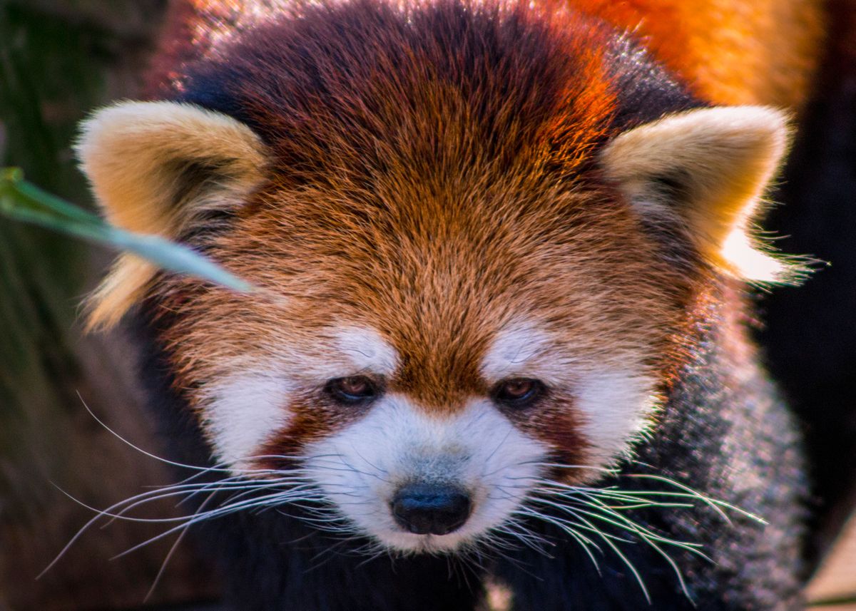 'Red Panda Face' Poster, picture, metal print, paint by Nancy Truehart ...
