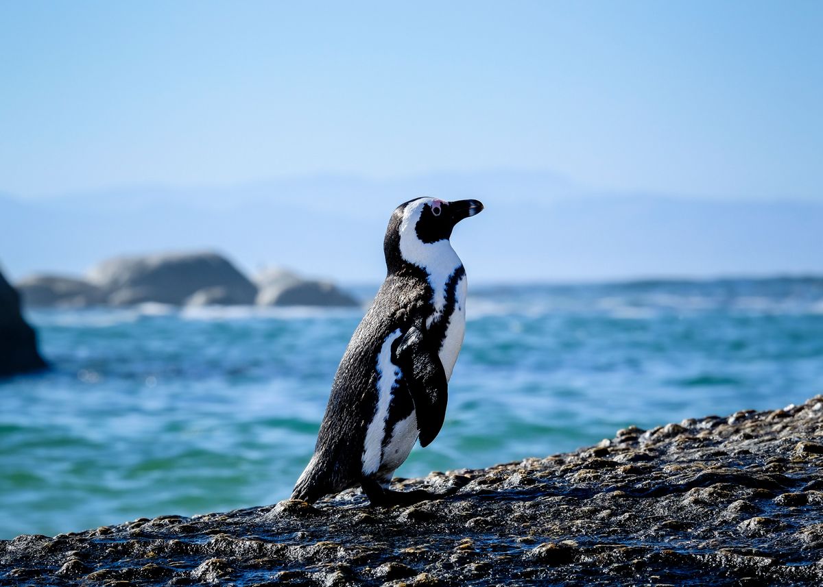 'Penguin standing on rock' Poster by André Dias Duarte | Displate