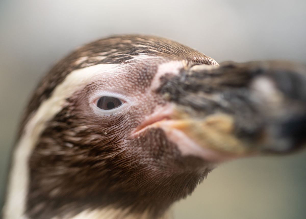 'Eyeing You Up' Poster, picture, metal print, paint by Done4 Today ...