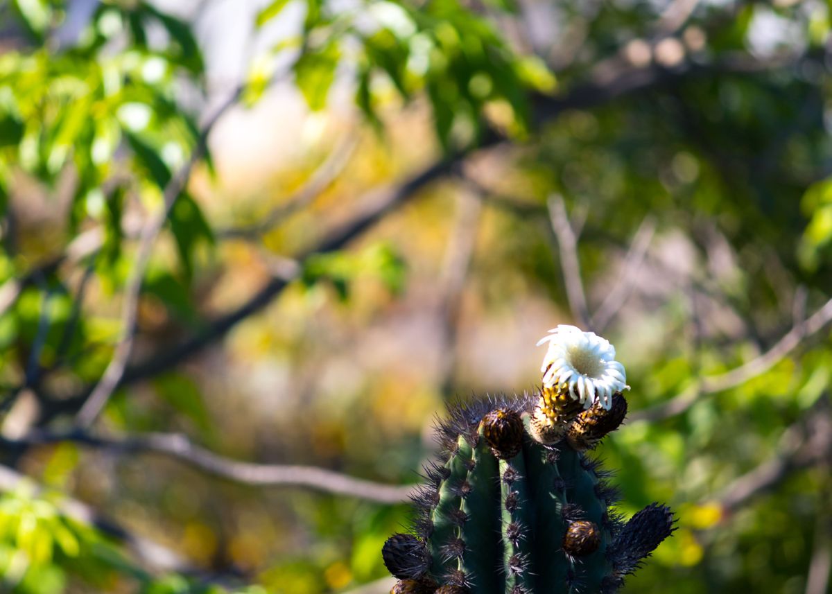 'Cactus flower' Poster, picture, metal print, paint by Jose Antonio ...
