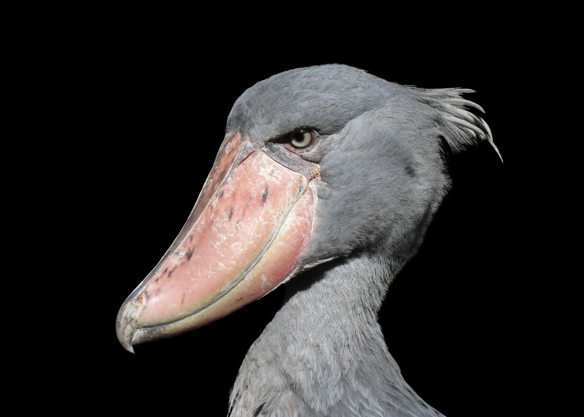 'The Shoe bill stork' Poster, picture, metal print, paint by Melanie ...